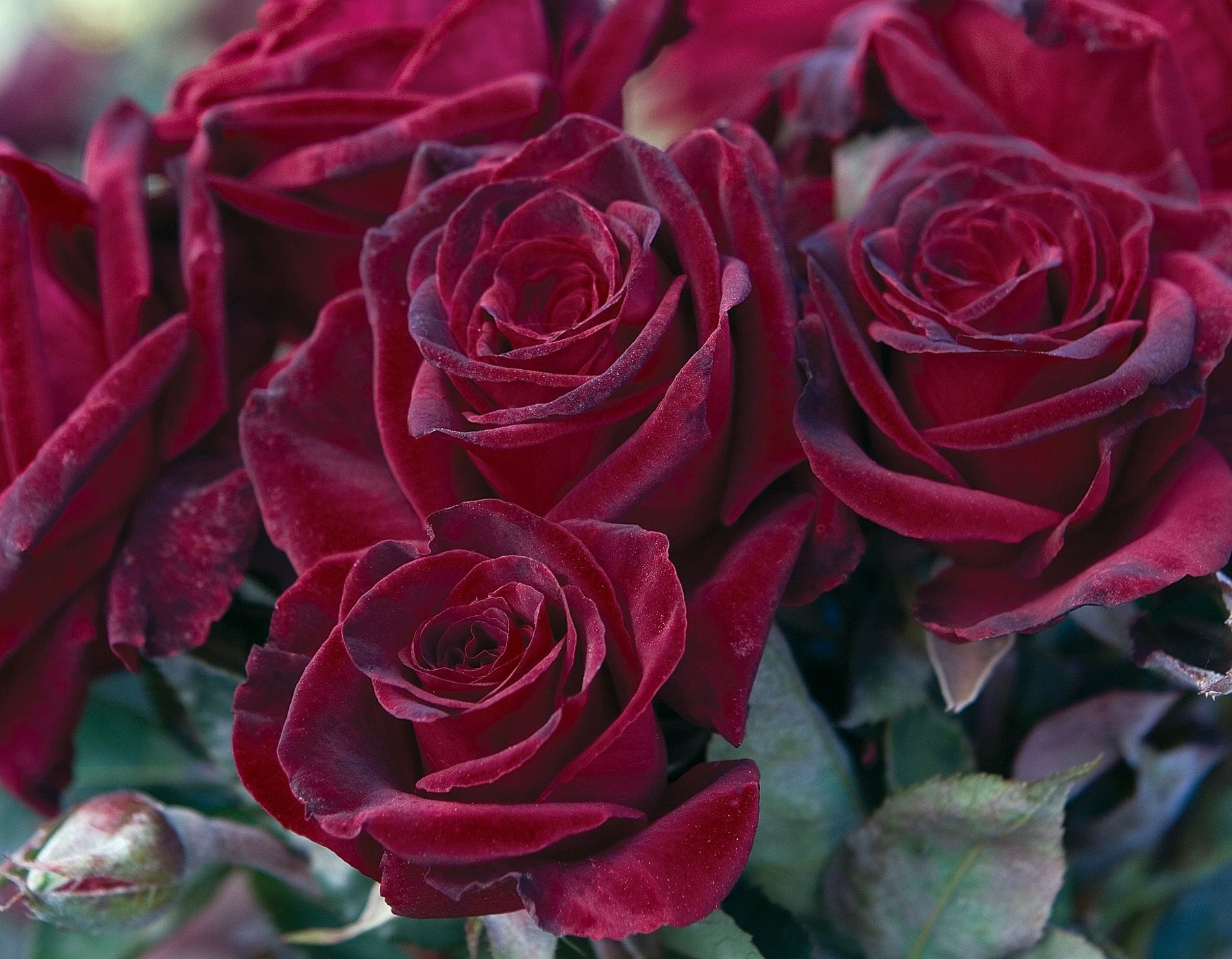 Stunning Roses for Gardens | Twitty Nursery