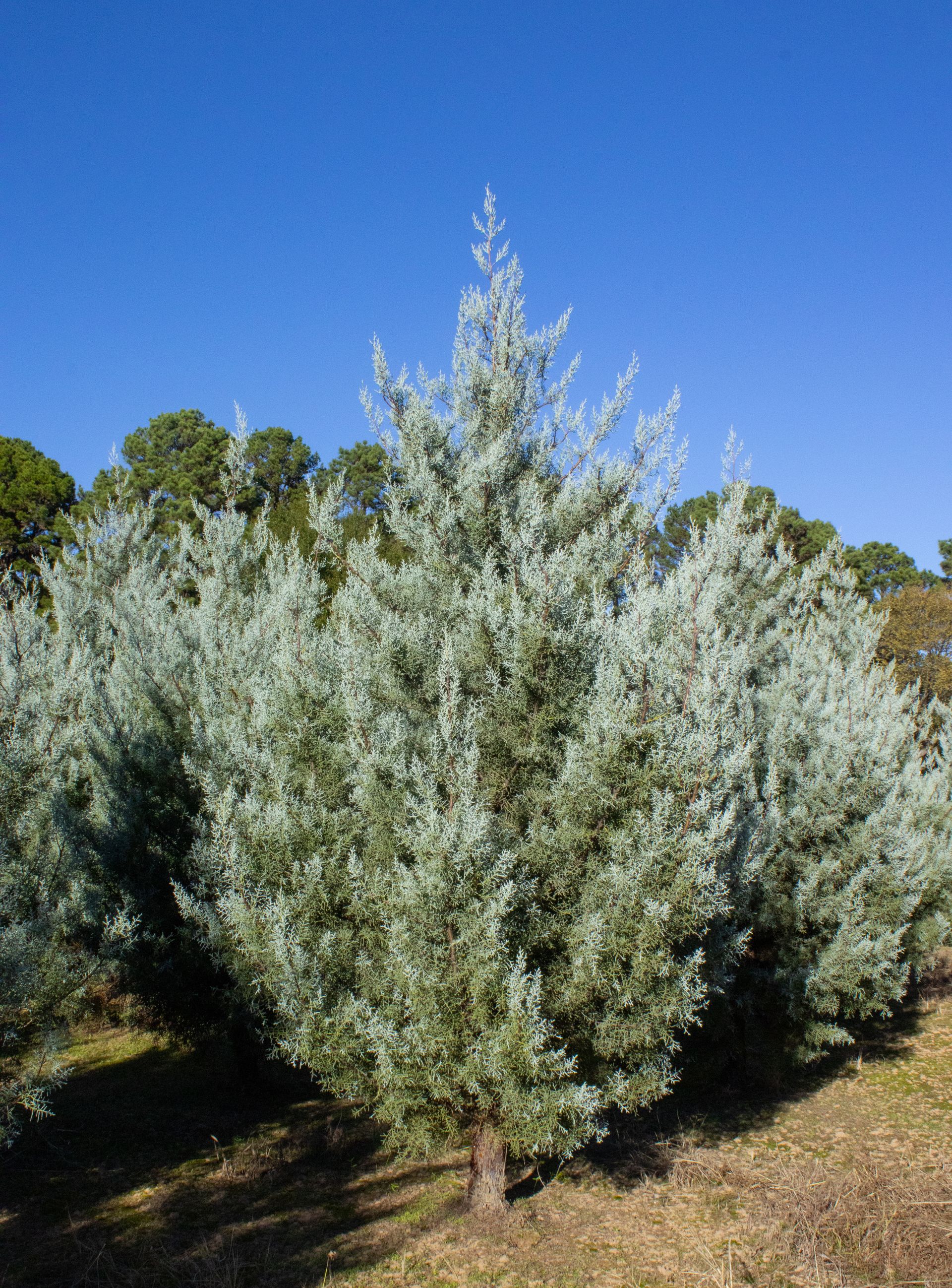 Cupressus Trees | Twitty Nursery, Inc.