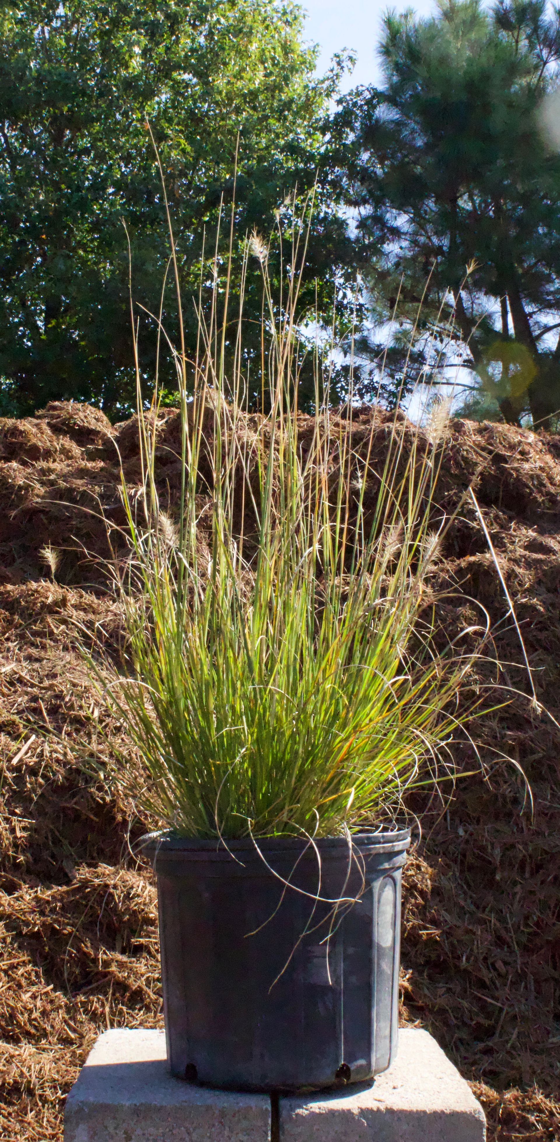 Ornamental Grasses for Landscapes | Twitty Nursery