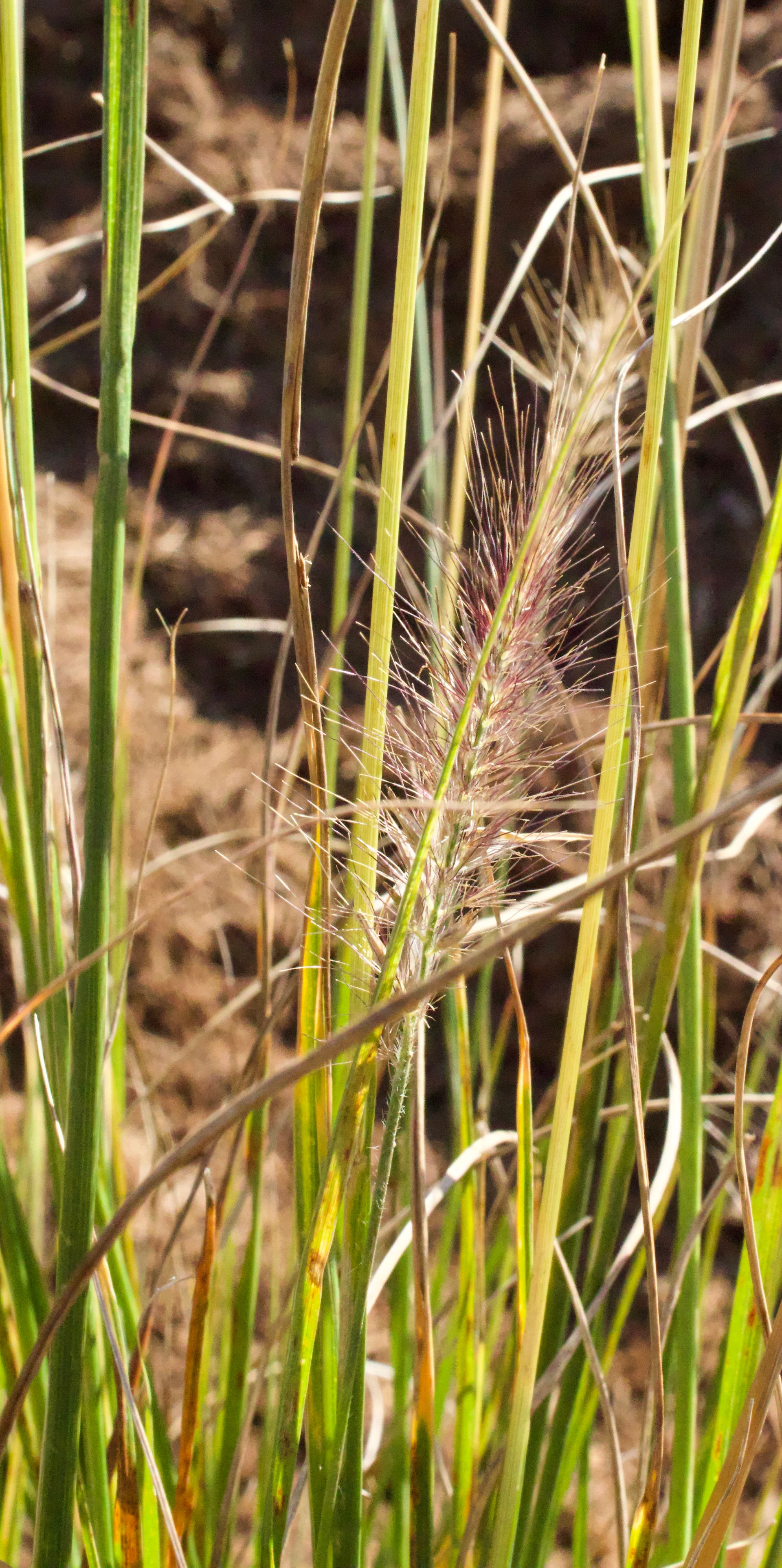 Ornamental Grasses for Landscapes | Twitty Nursery