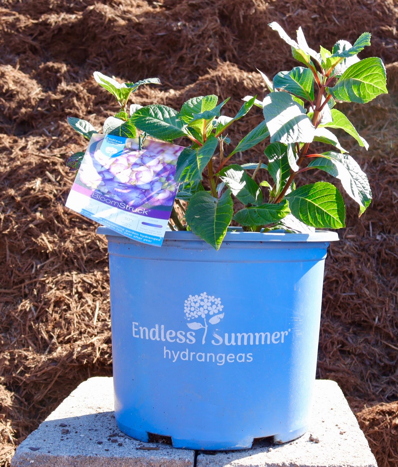 Flowering Shrubs for Sale | Twitty Nursery