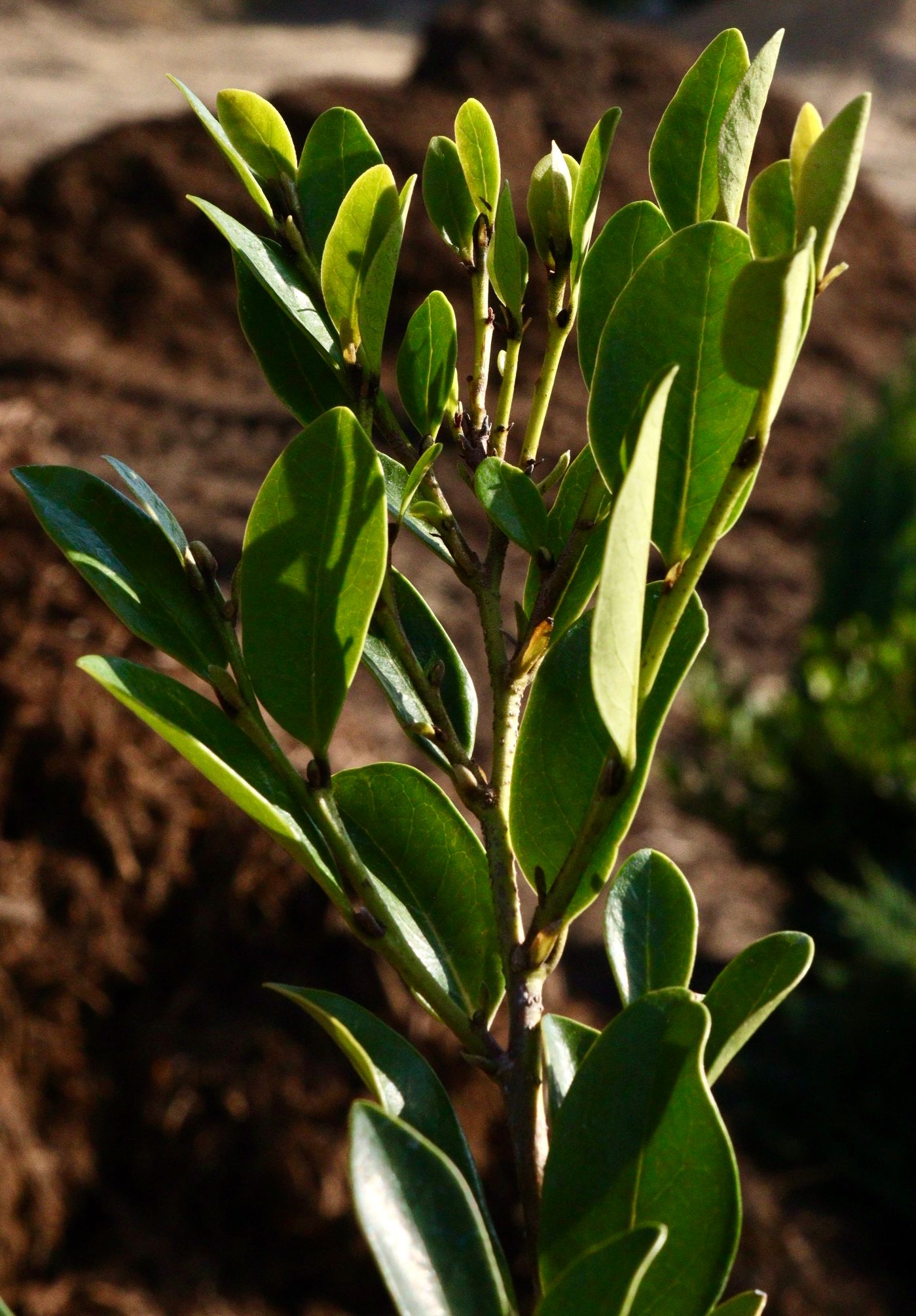Evergreen Shrubs for Year-Round Beauty | Twitty Nursery