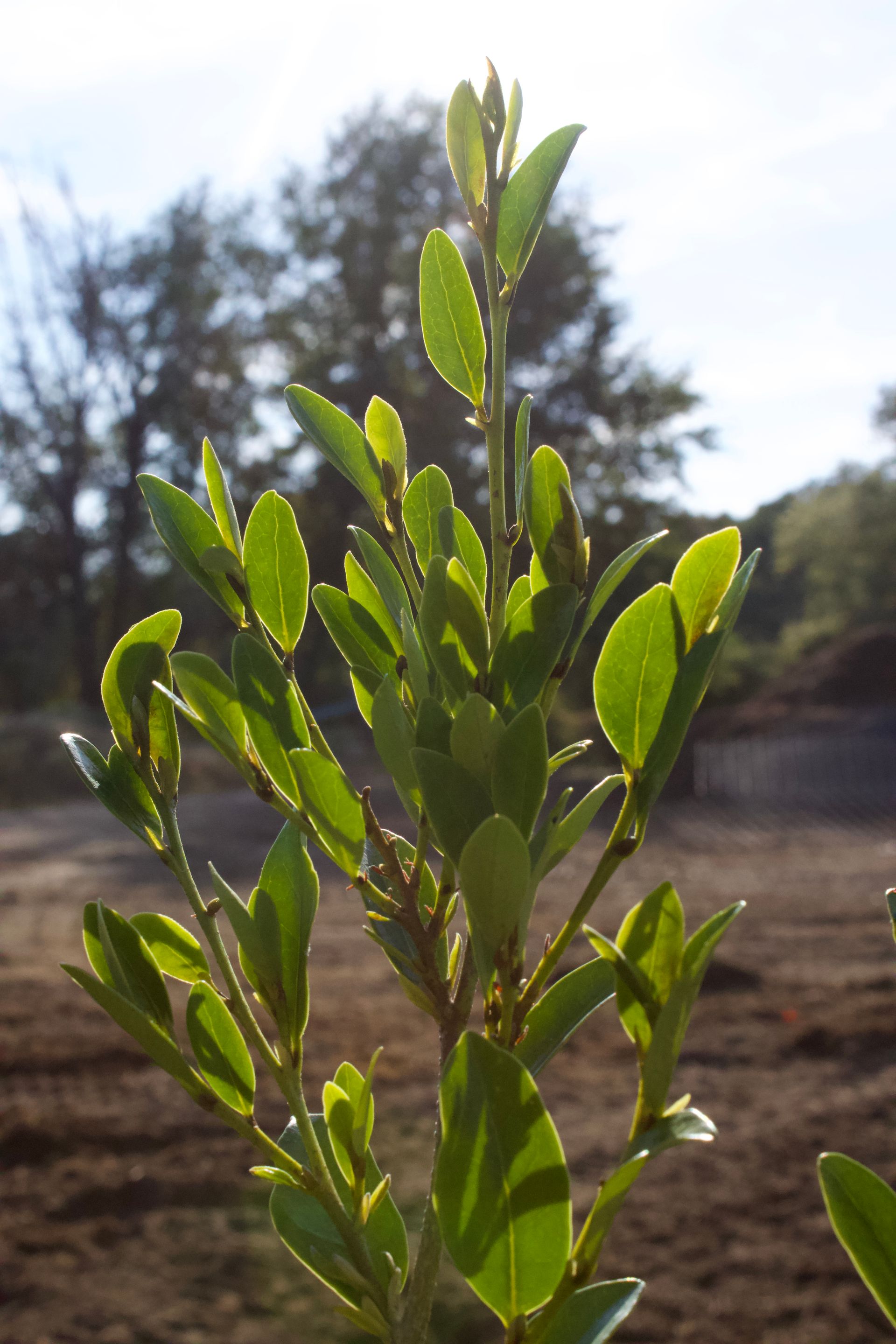 Evergreen Shrubs for Year-Round Beauty | Twitty Nursery
