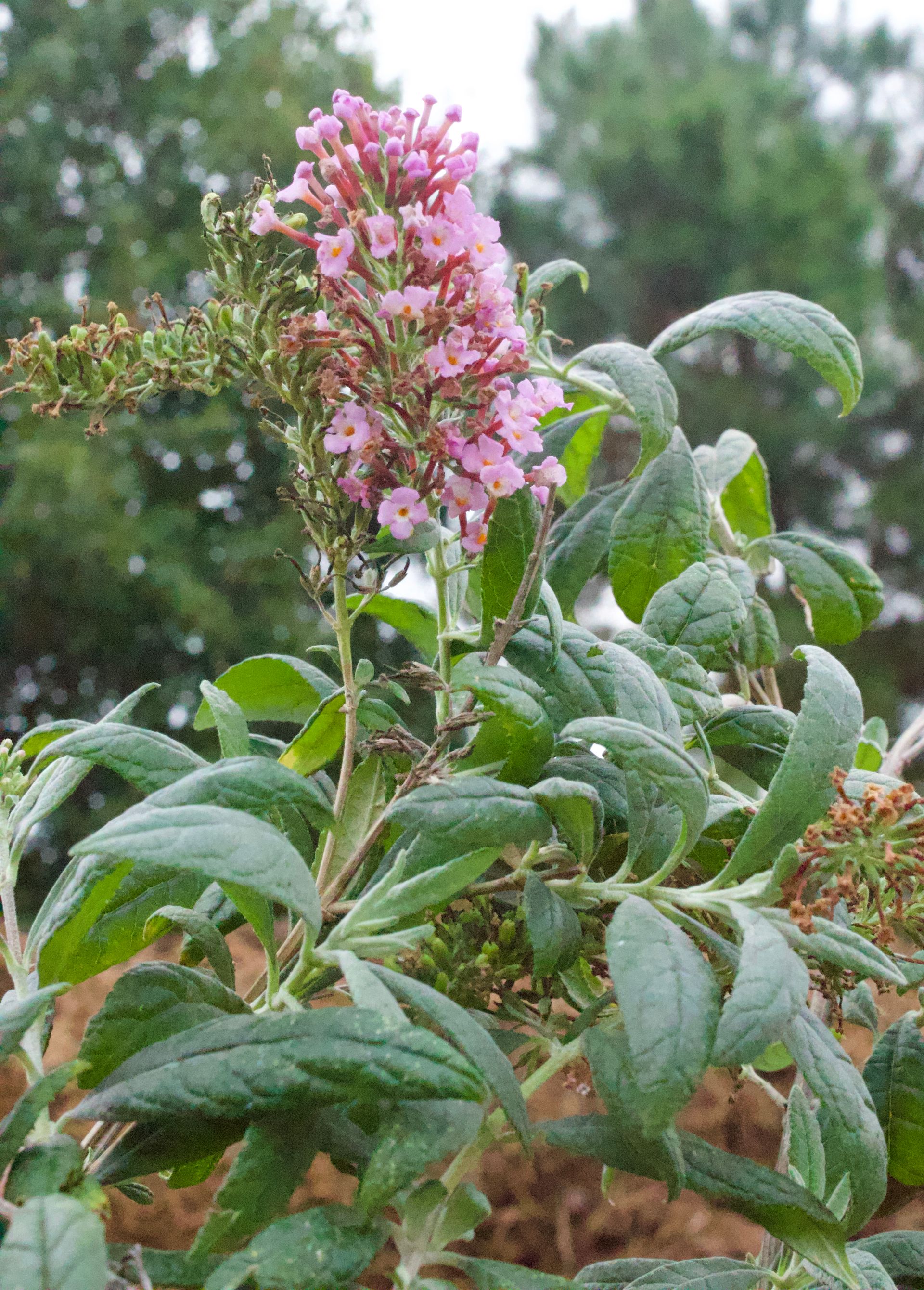 Flowering Shrubs for Sale | Twitty Nursery
