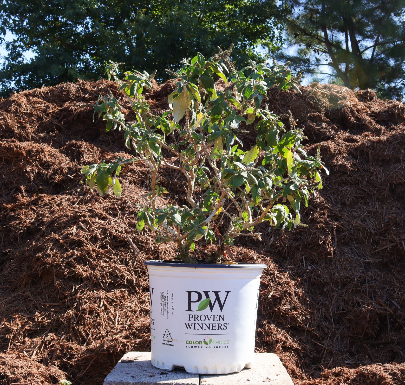 Flowering Shrubs for Sale | Twitty Nursery