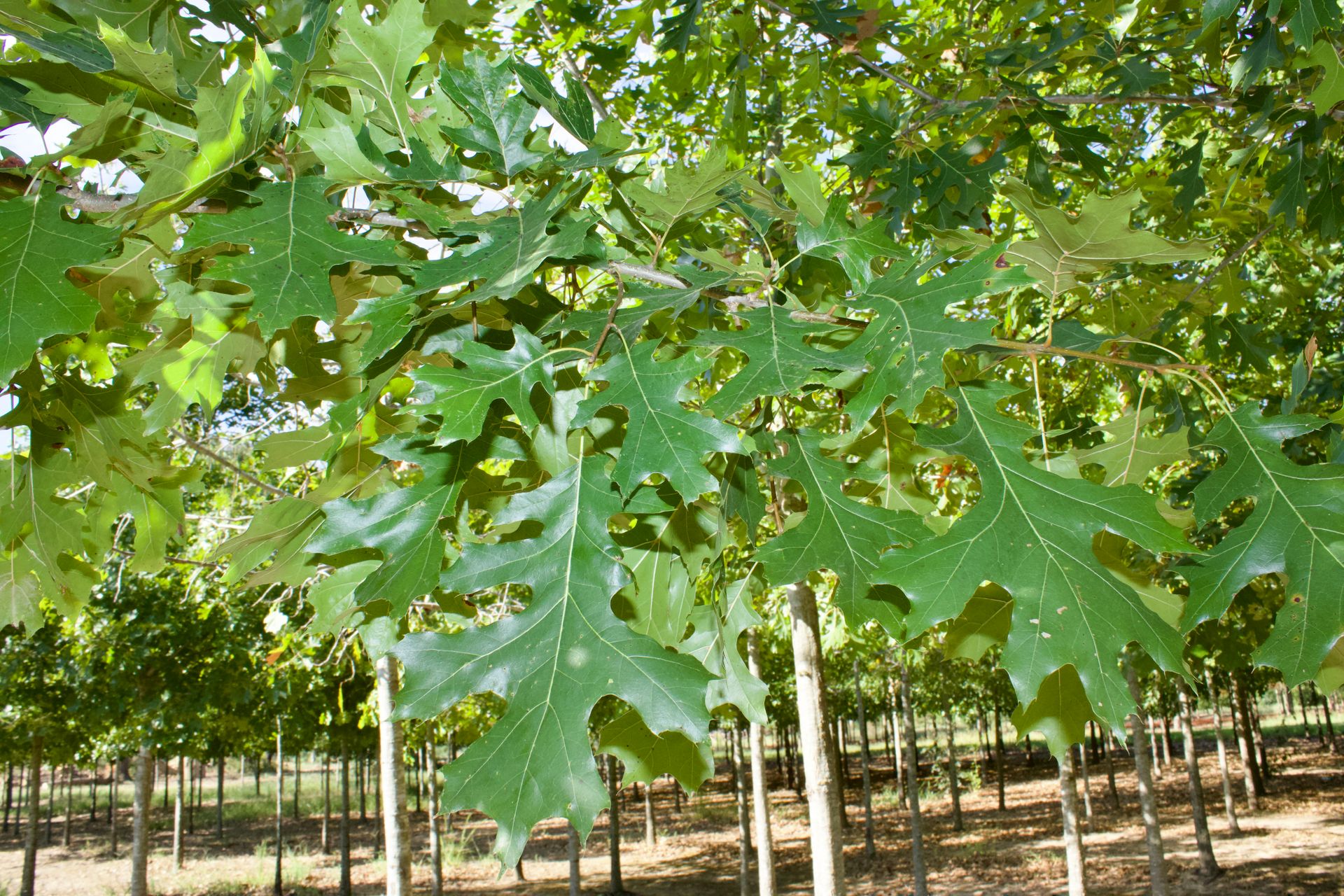 Oak Trees | Twitty Nursery, Inc.