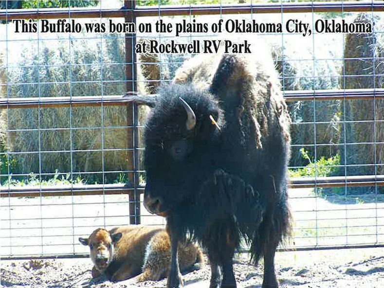 RV Park Gallery | Rockwell RV Park | Oklahoma City, OK