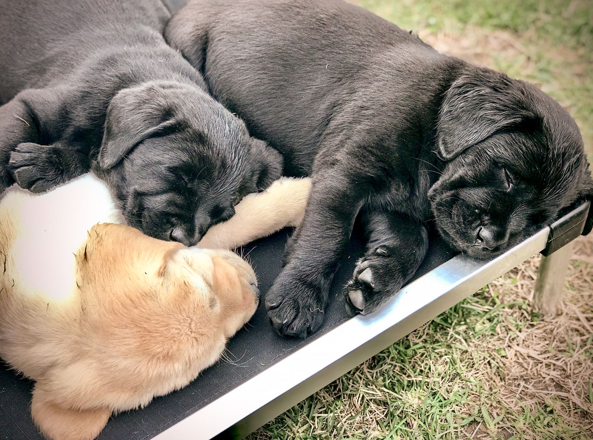 Meet The Labradors Of Breckin