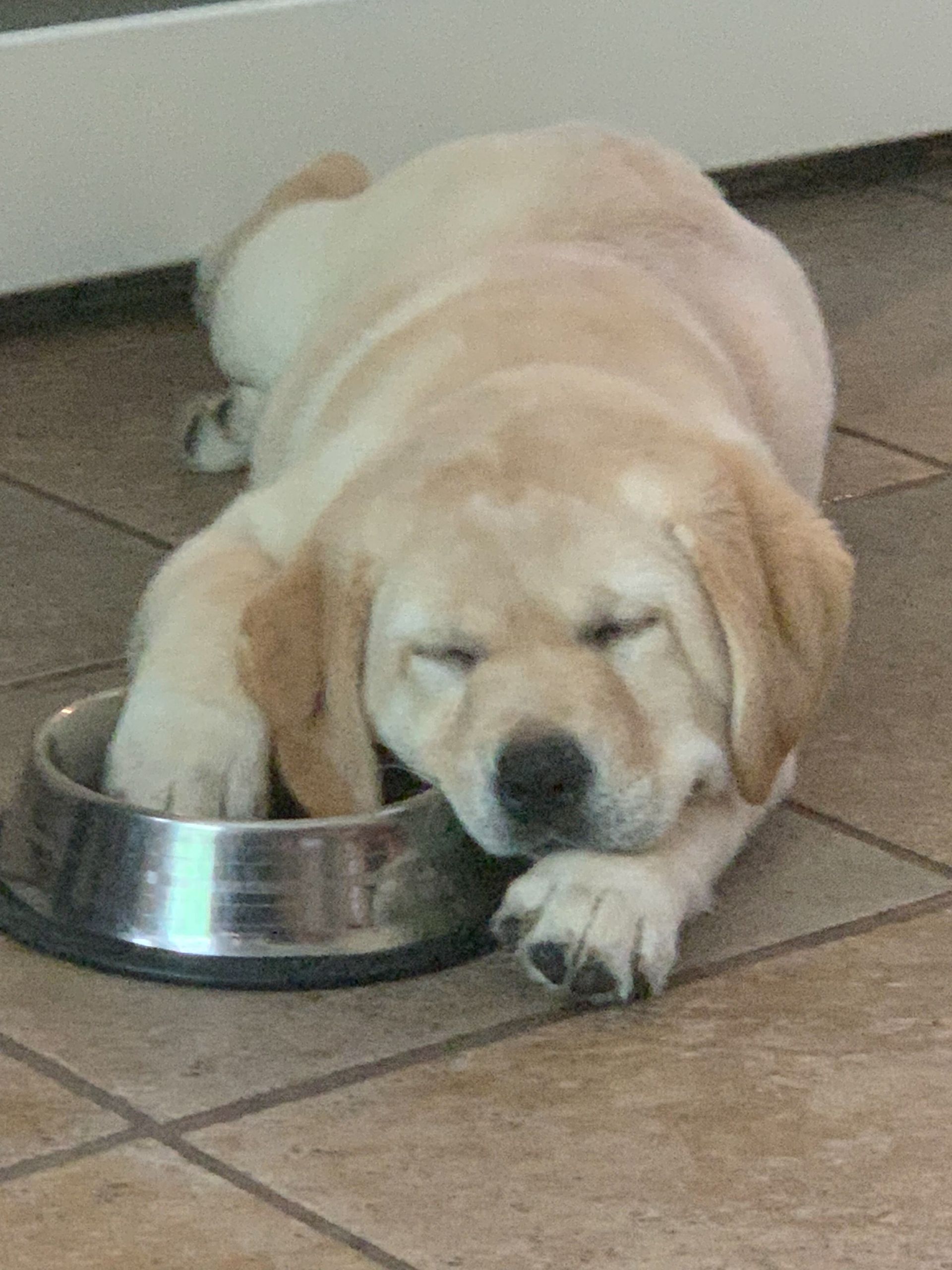 Meet The Labradors Of Breckin