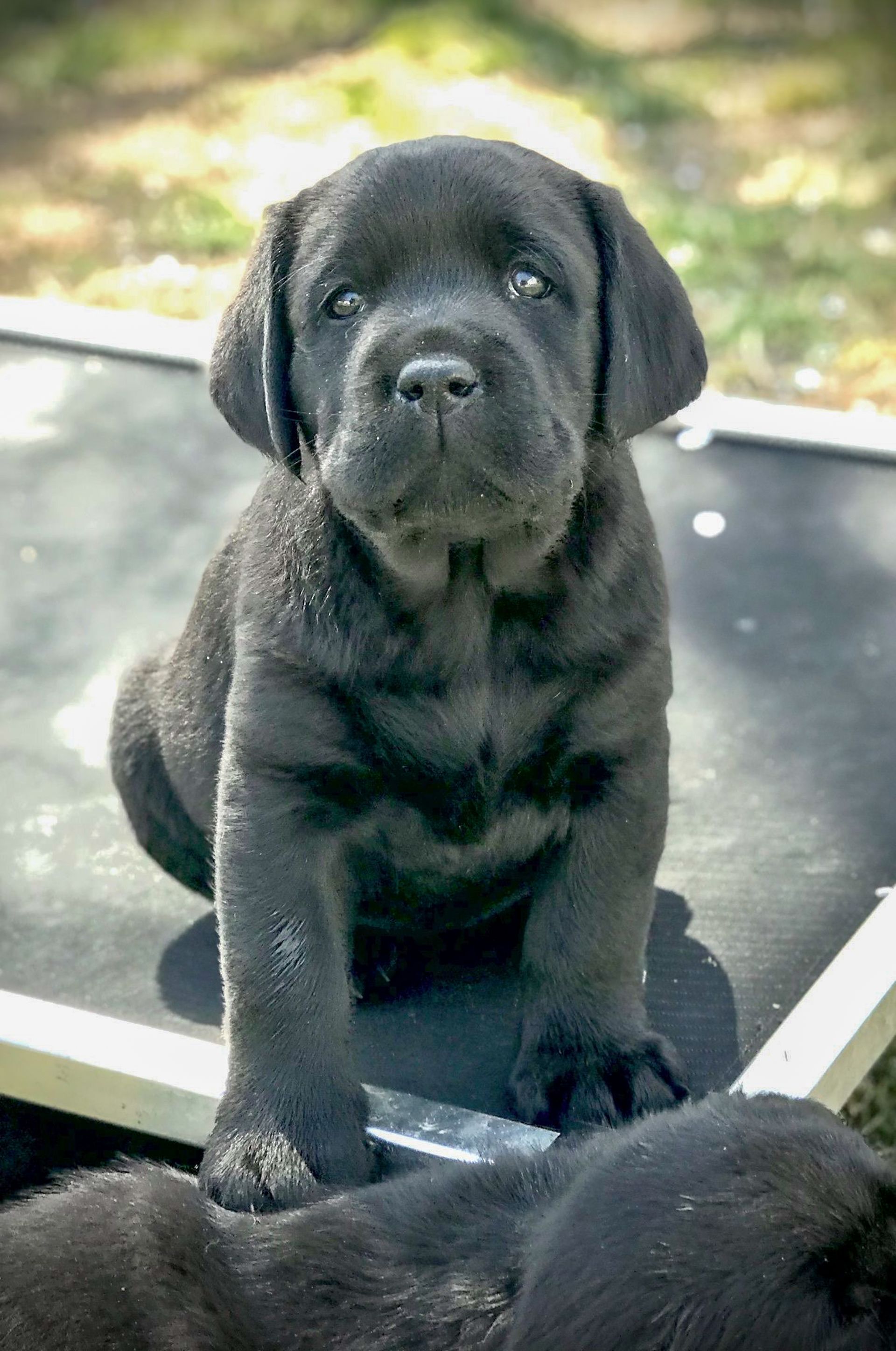 Meet The Labradors Of Breckin