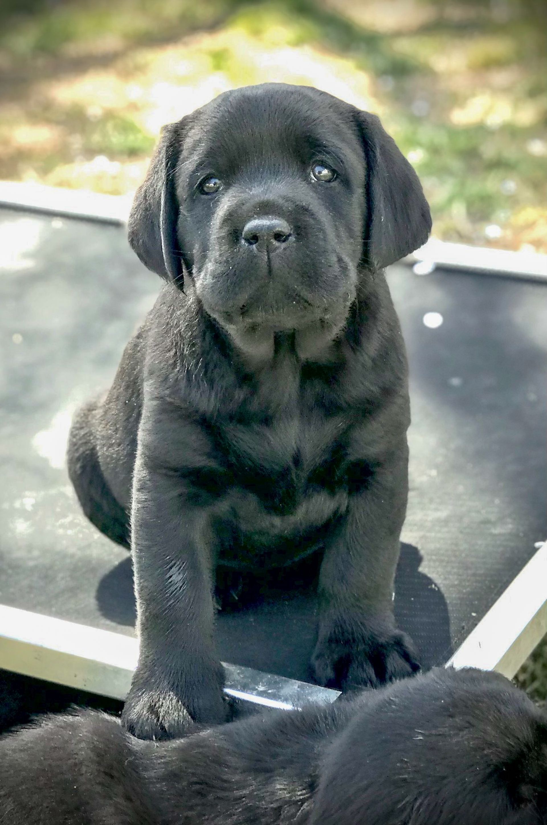 Meet The Labradors Of Breckin