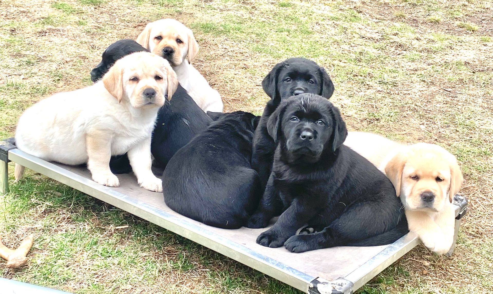 Meet The Labradors Of Breckin