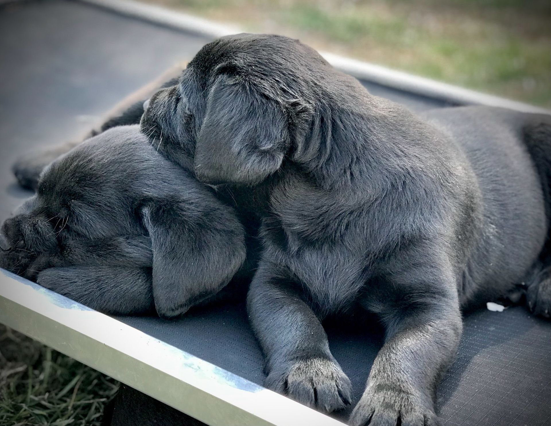 Breckin Labrador Retrievers: AKC English Labrador Breeder in MA