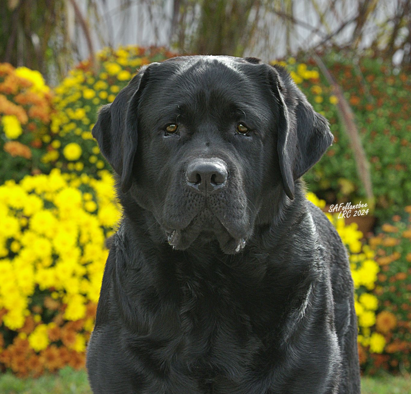 Meet The Labradors Of Breckin