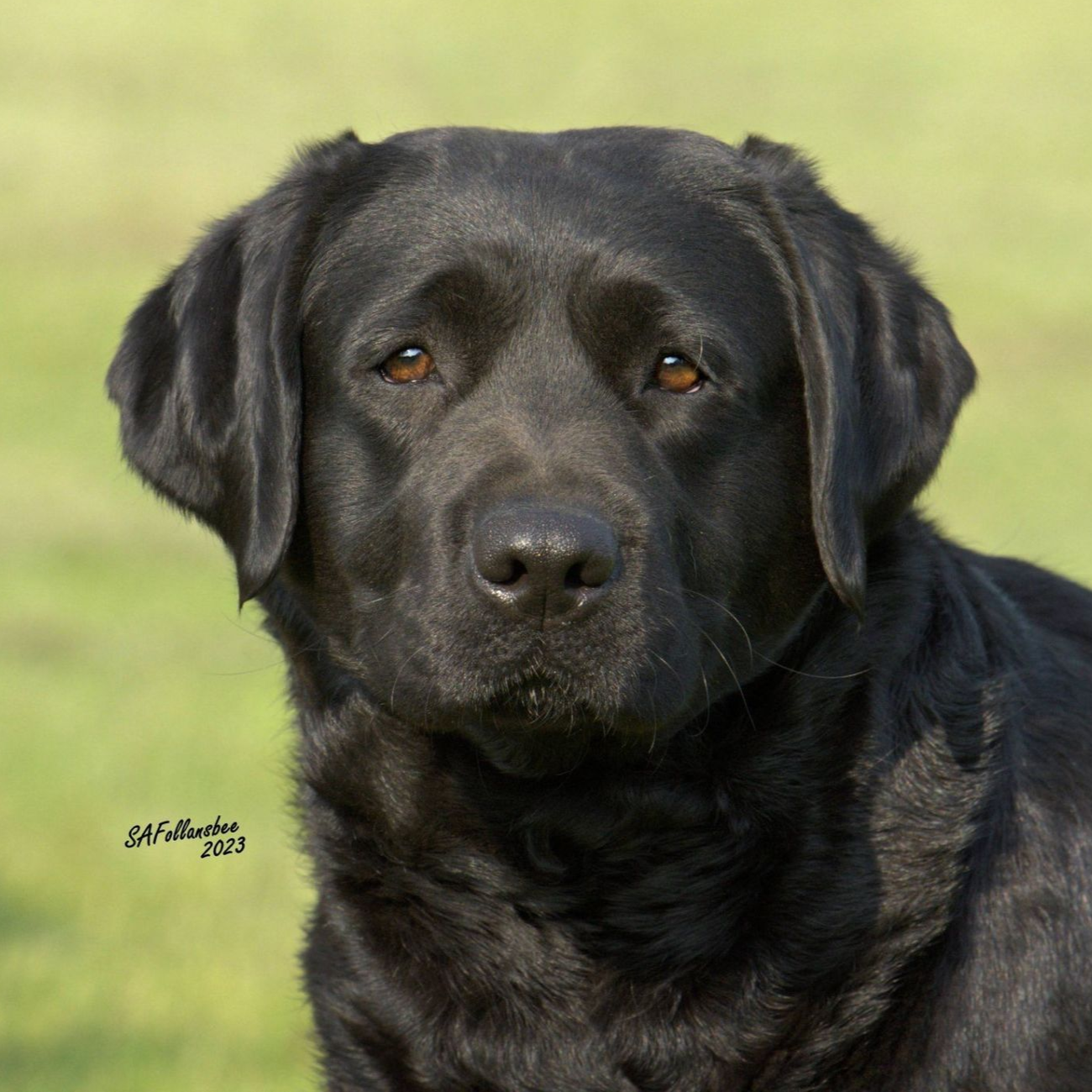 Meet The Labradors Of Breckin