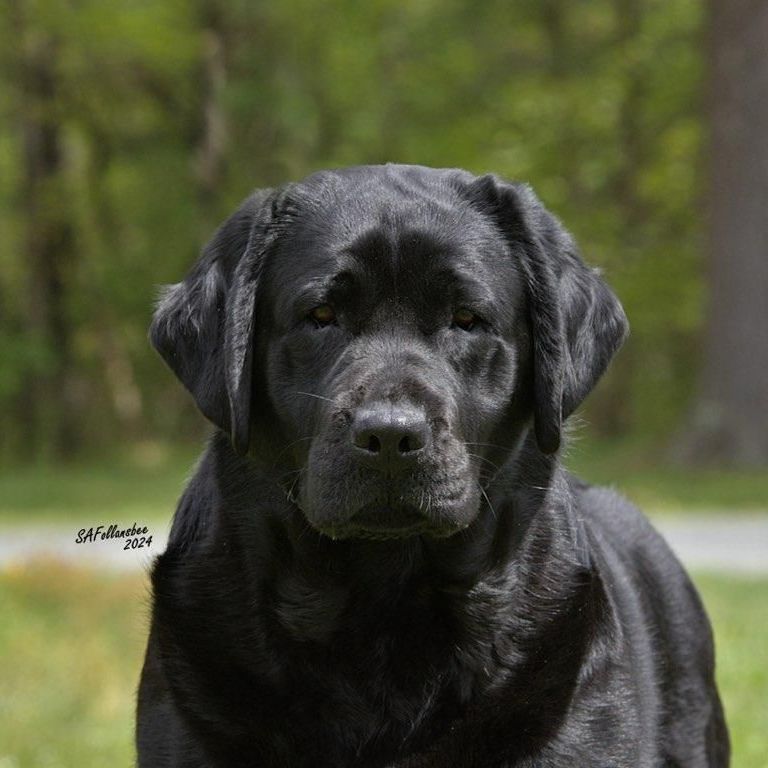 Breckin Labradors | Vail | English Show Labrador in MA