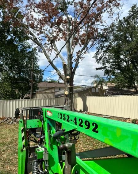 Expert Tree Services | David's Tree & Stump