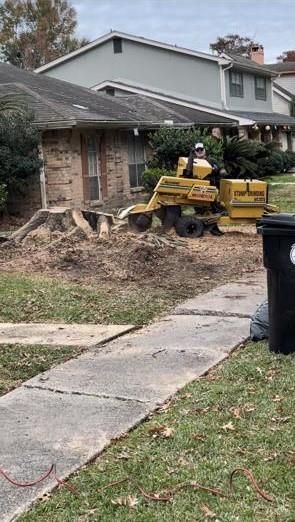 Commercial Stump Grinding | David's Tree Services