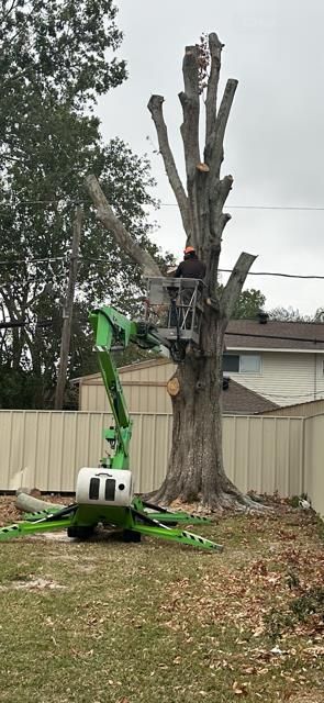 Expert Tree Services | David's Tree & Stump
