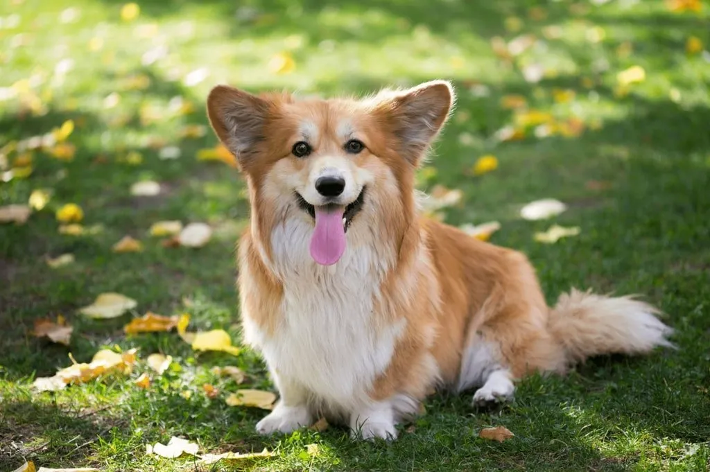 A Beginner's Guide to Choosing the Right Fluffy Corgi Breeder