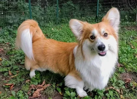 Long Haired Tri Color Corgi: Beauty and Uniqueness in One