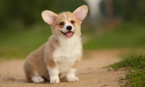 Raising Long Hair Corgi Puppies: Tips and Tricks for New Owners