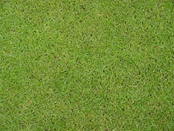 Turf Supplies | Freemans Reach, NSW | A B C Turf Supplies