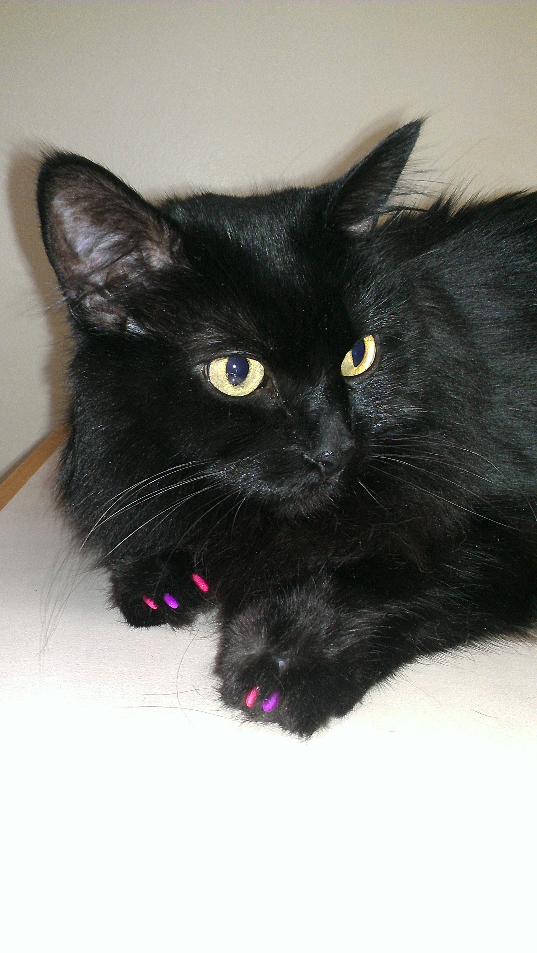 Spokane Cat Clinic - Cat / Feline Veterinarian - Spokane, WA