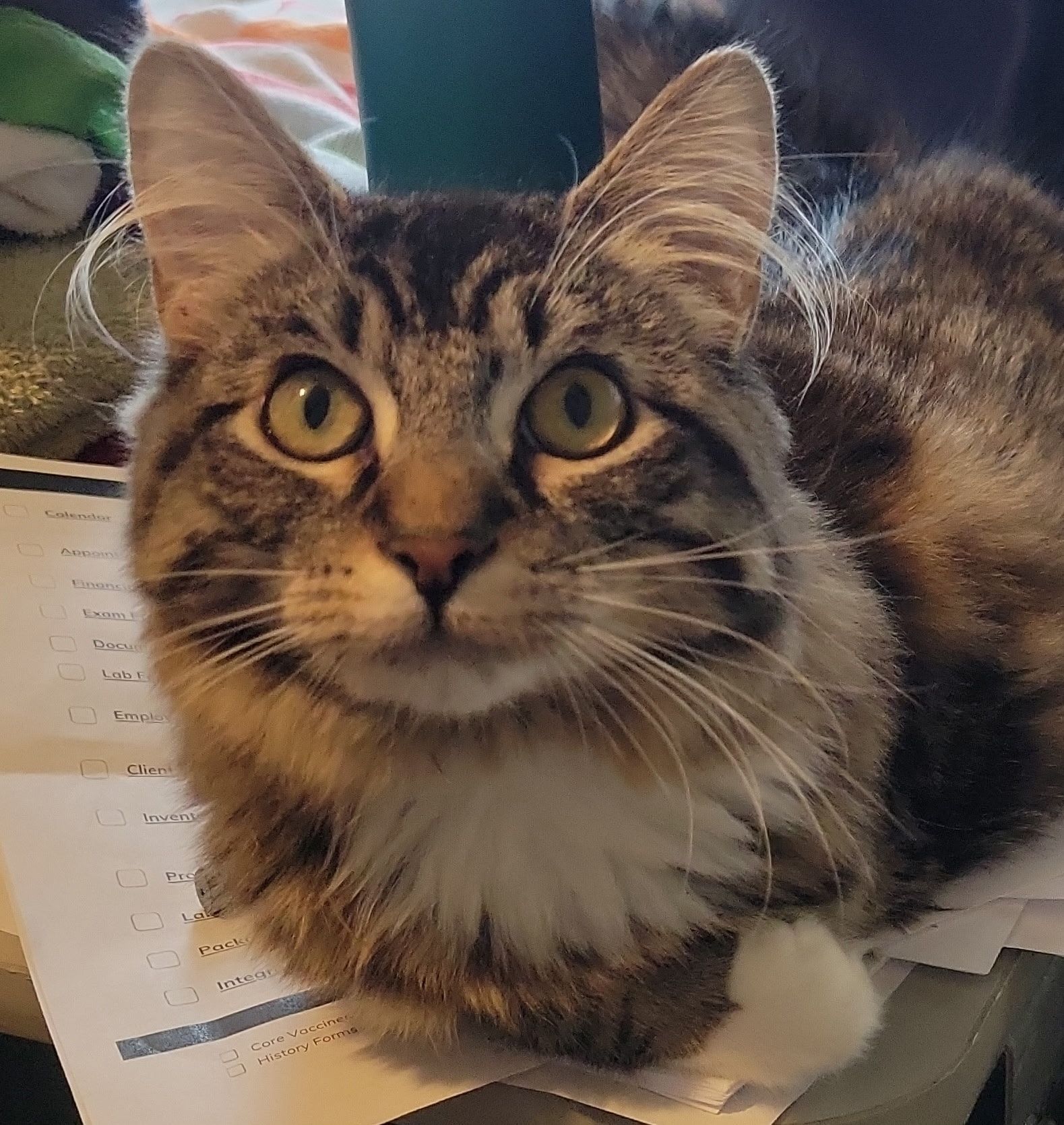 Spokane Cat Clinic - Cat / Feline Veterinarian - Spokane, WA