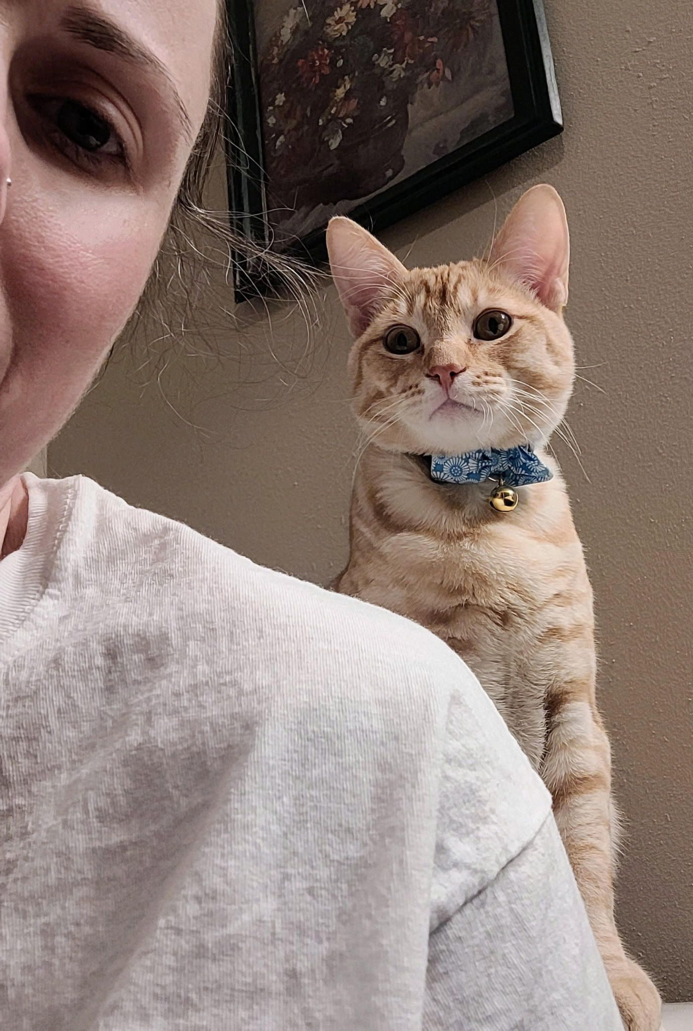 Spokane Cat Clinic - Cat / Feline Veterinarian - Spokane, WA