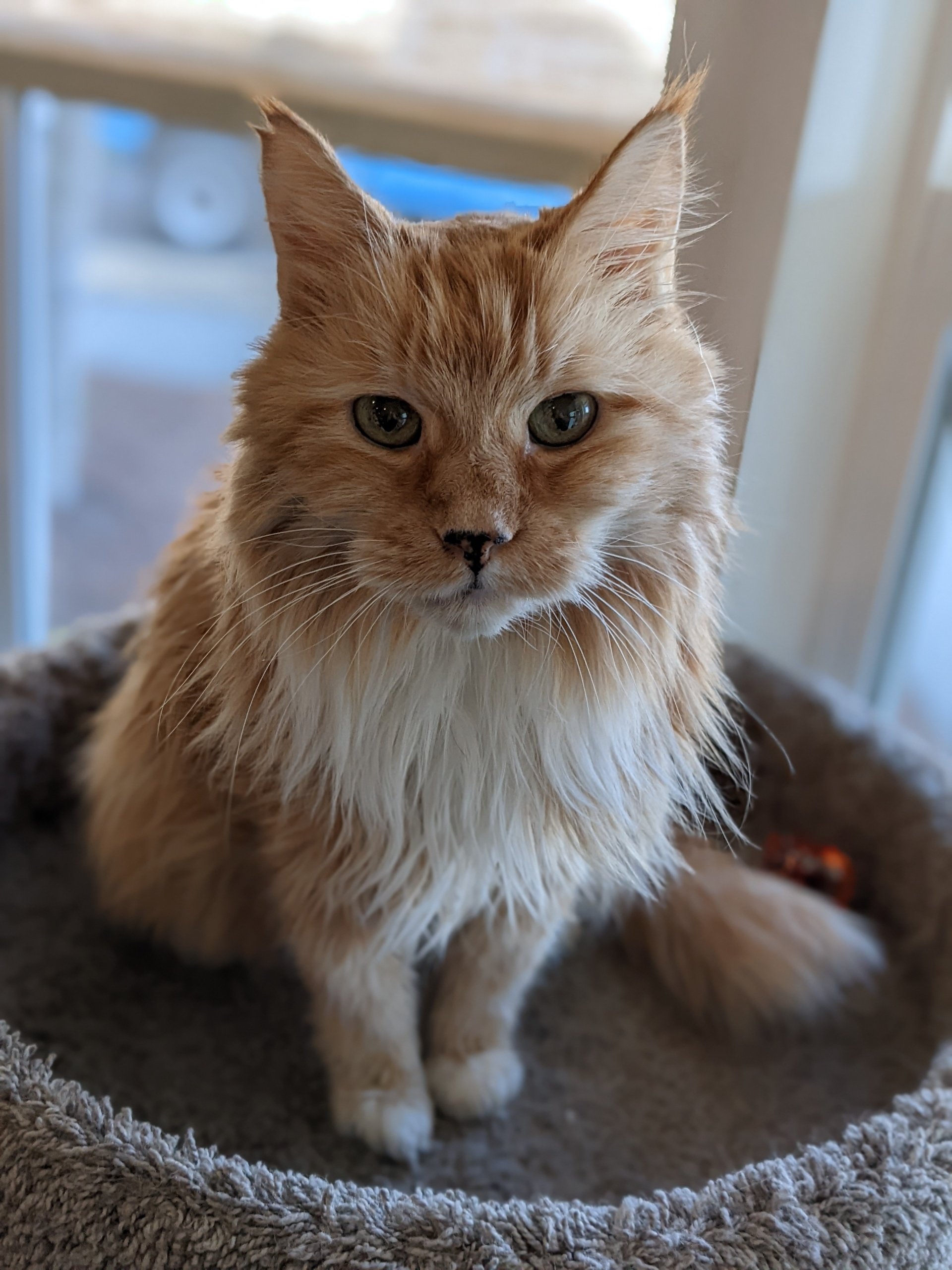 Spokane Cat Clinic - Cat / Feline Veterinarian - Spokane, WA