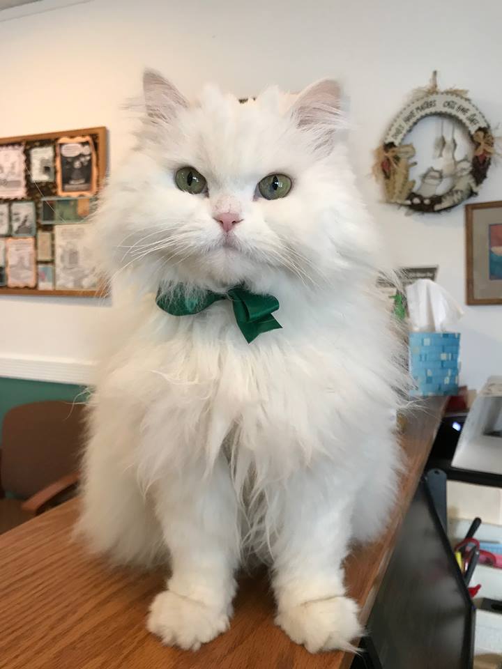 Spokane Cat Clinic - Cat / Feline Veterinarian - Spokane, WA