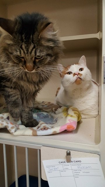 Spokane Cat Clinic - Cat / Feline Veterinarian - Spokane, WA