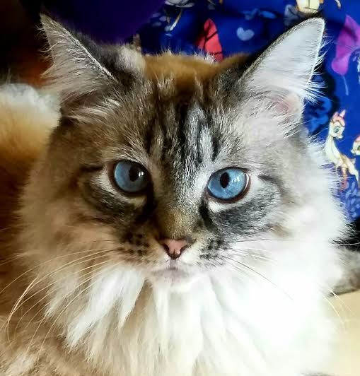 Spokane Cat Clinic - Cat / Feline Veterinarian - Spokane, WA