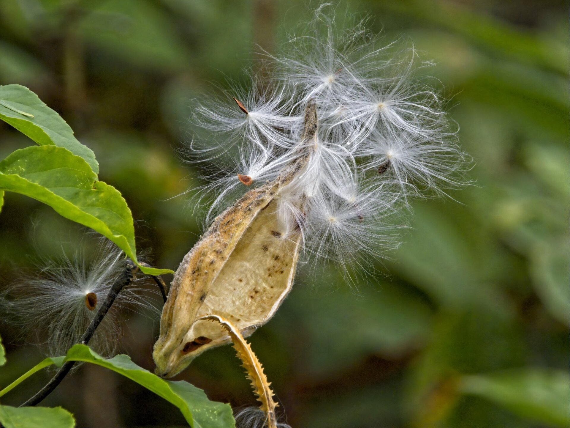 Bienvenue au Cooper Marsh Conservation Area