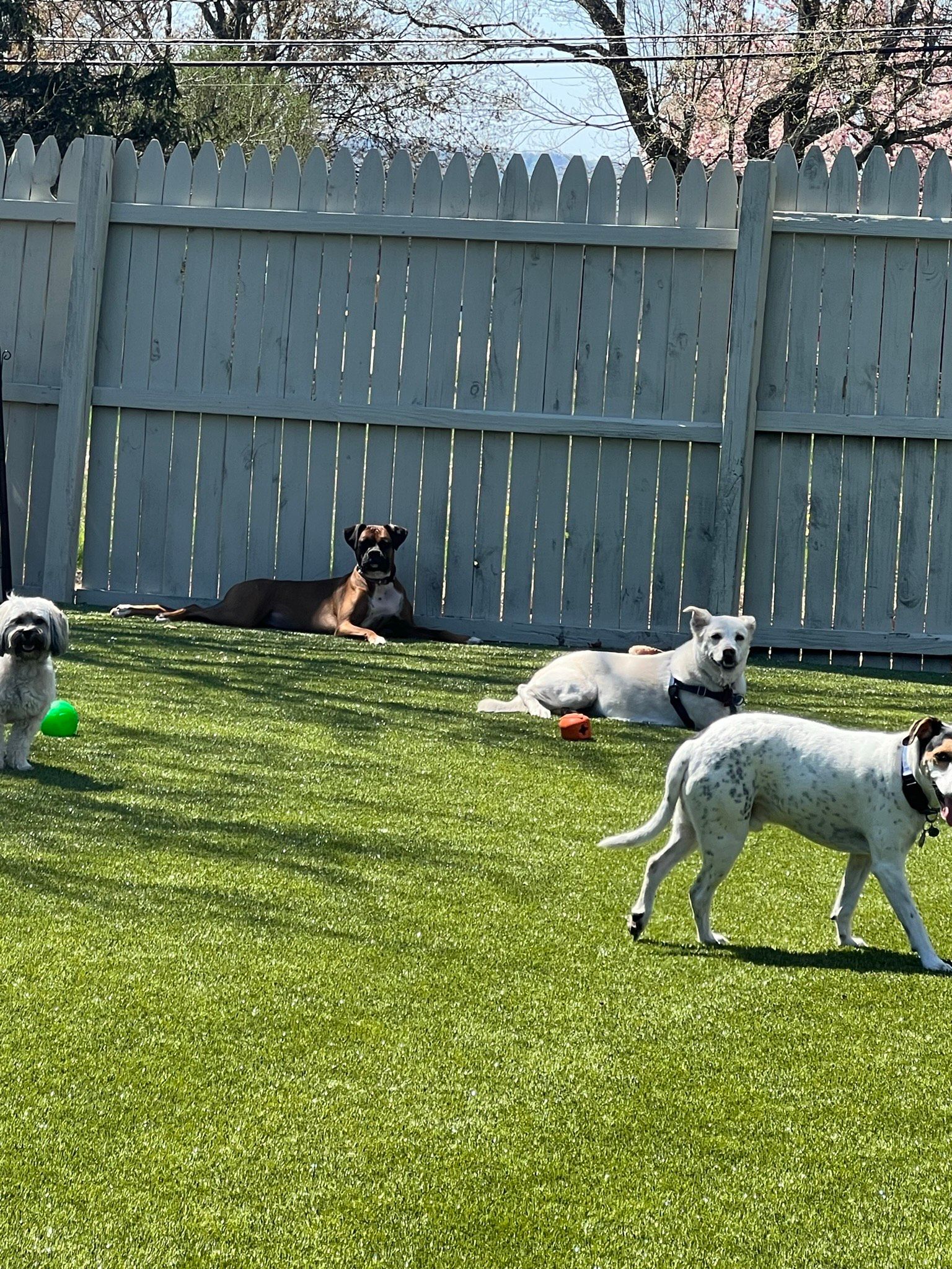HOME | Aberdeen Kennels | Frederick, PA