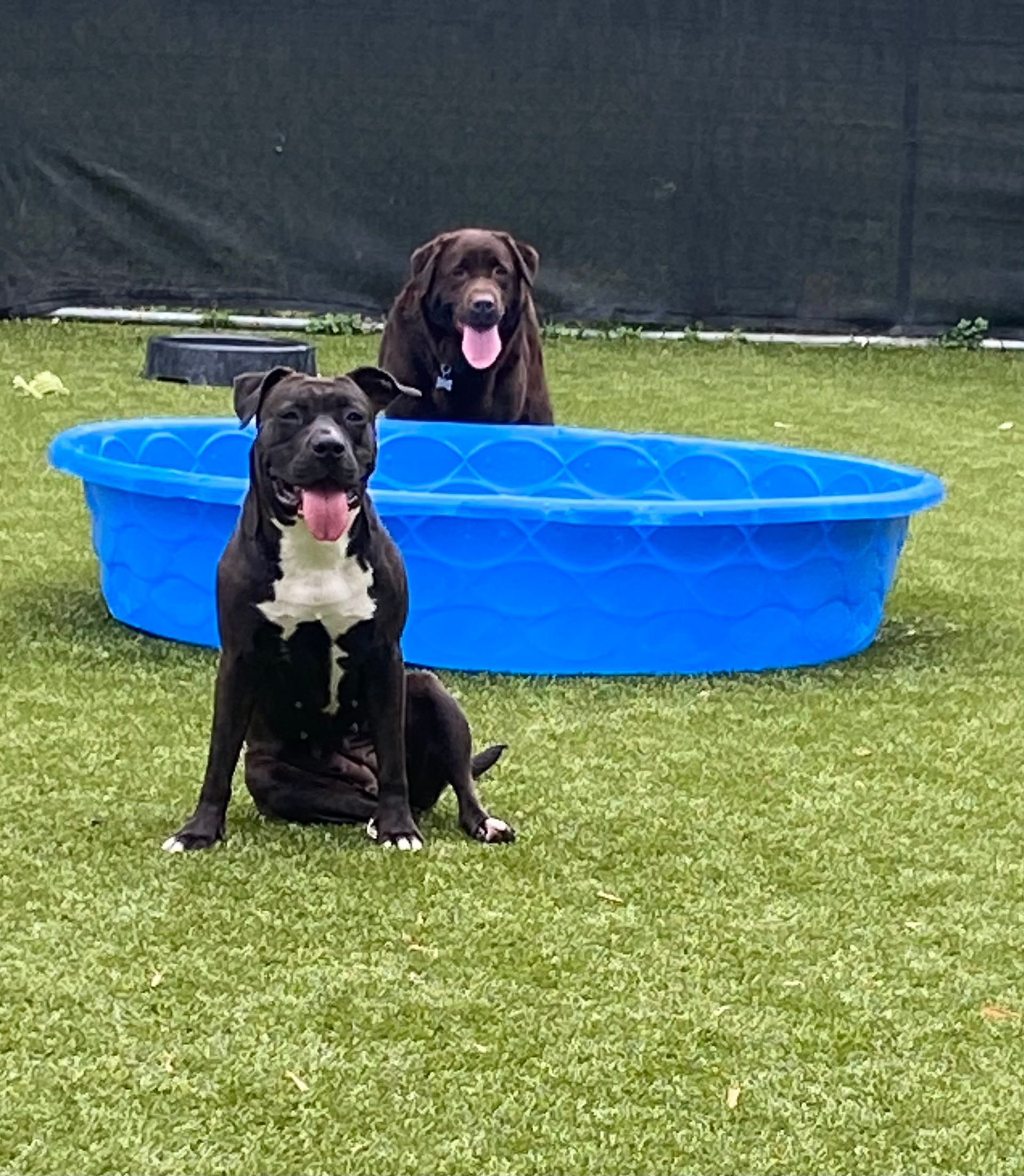 HOME | Aberdeen Kennels | Frederick, PA