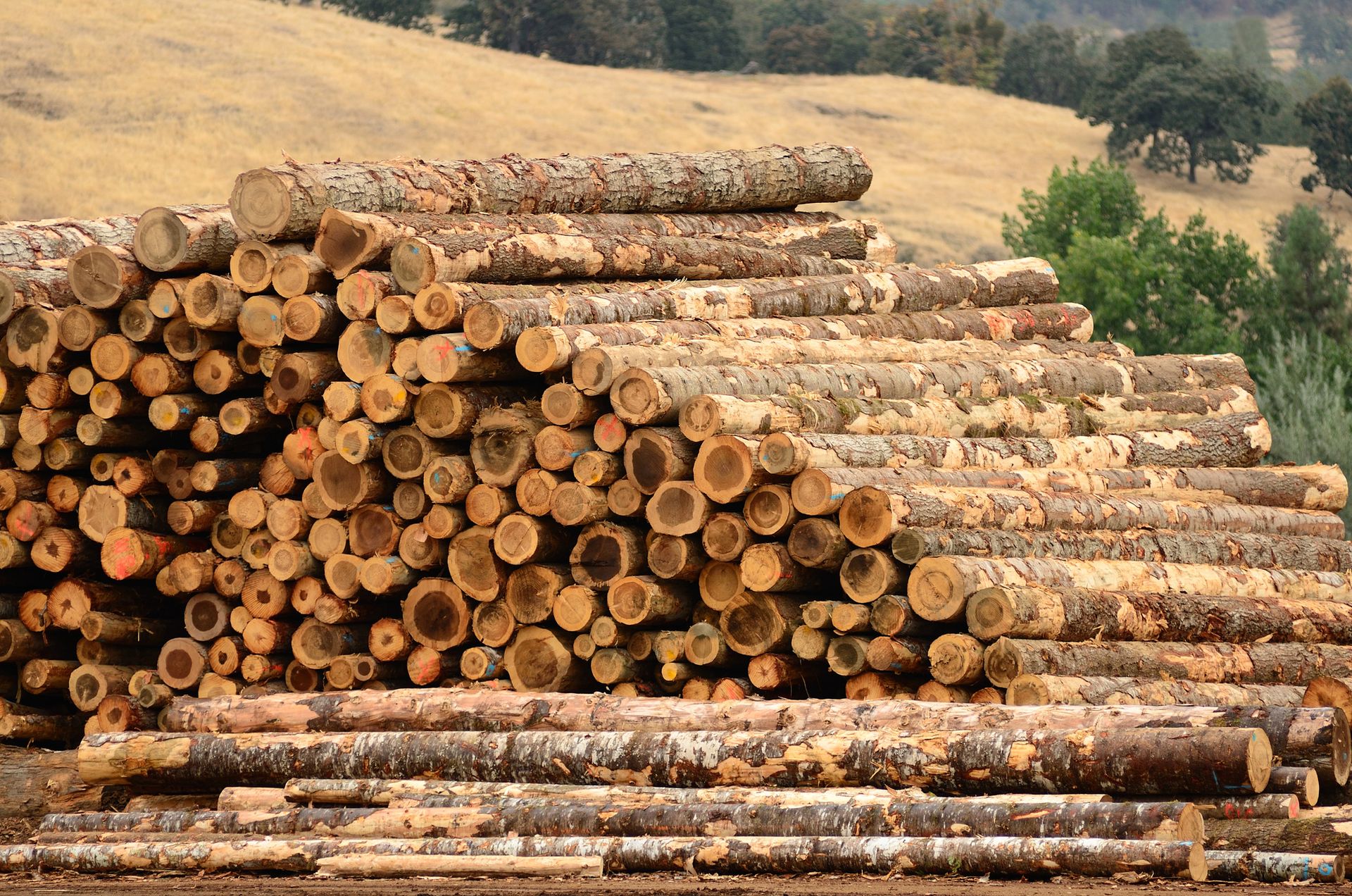 Douglas Fir Lumber | Tampa Bay and Central Florida