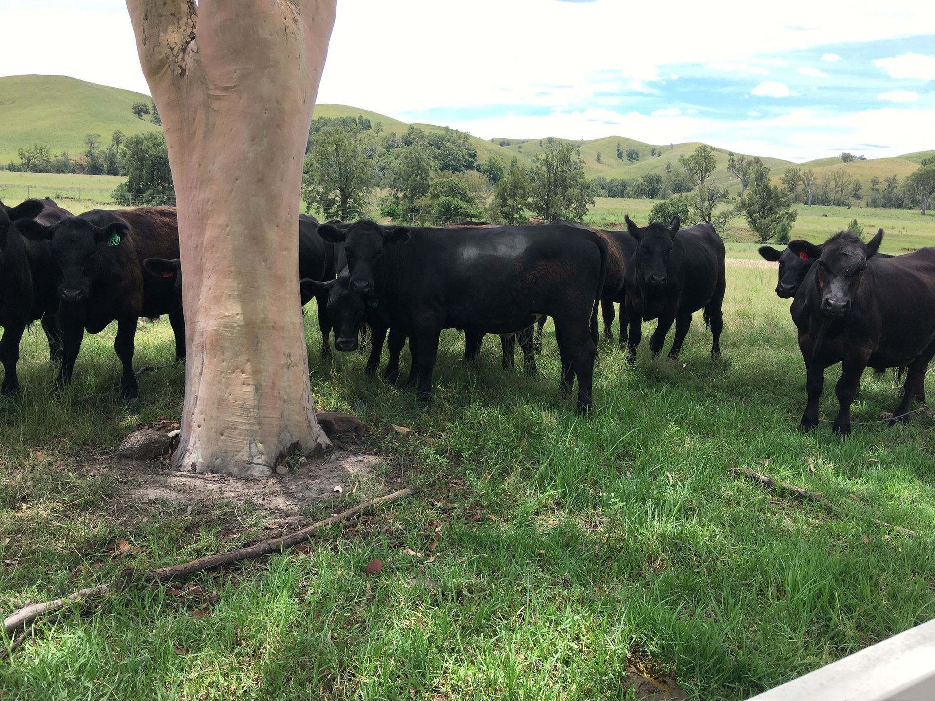 Top Quality Cattle