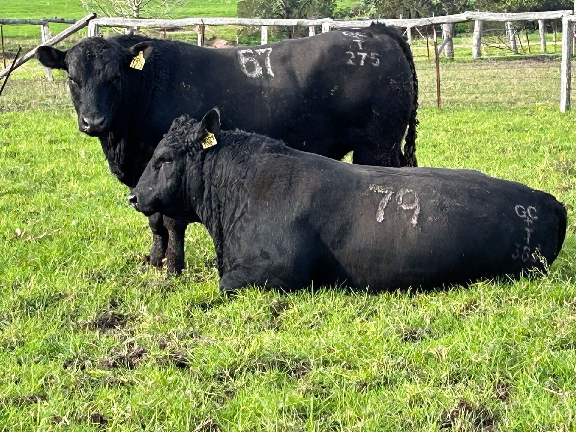 High Quality Beef Cattle Production Farm at Greenlands, 20km North of ...