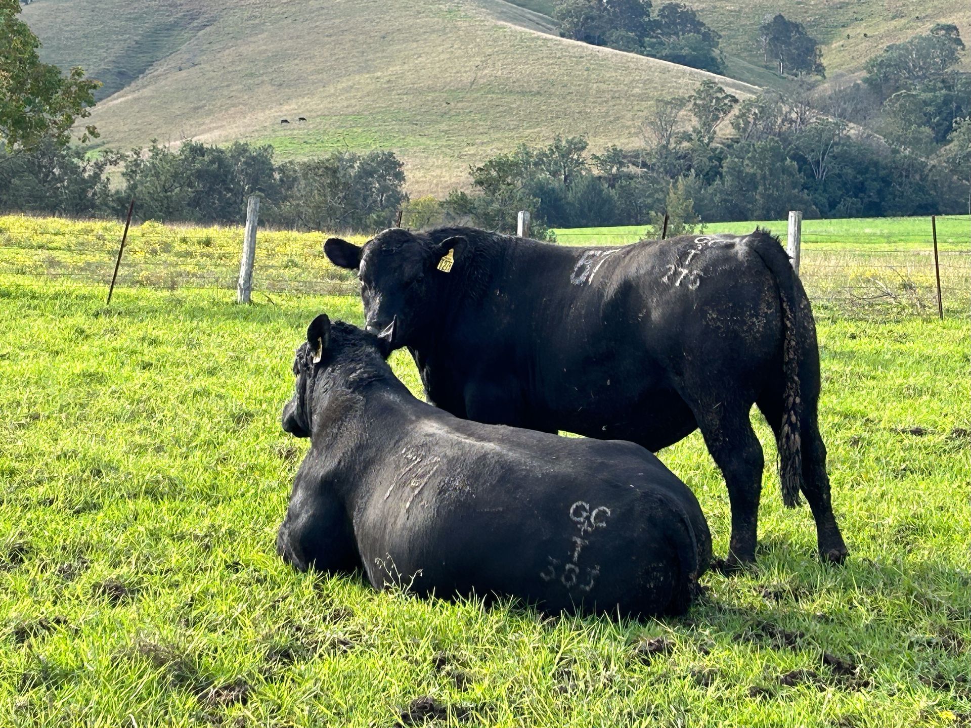 High Quality Beef Cattle Production Farm at Greenlands, 20km North of ...