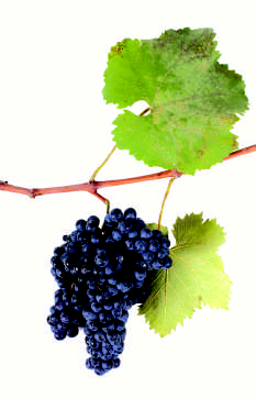 The best wine of Georgian grapes with Traditional method.