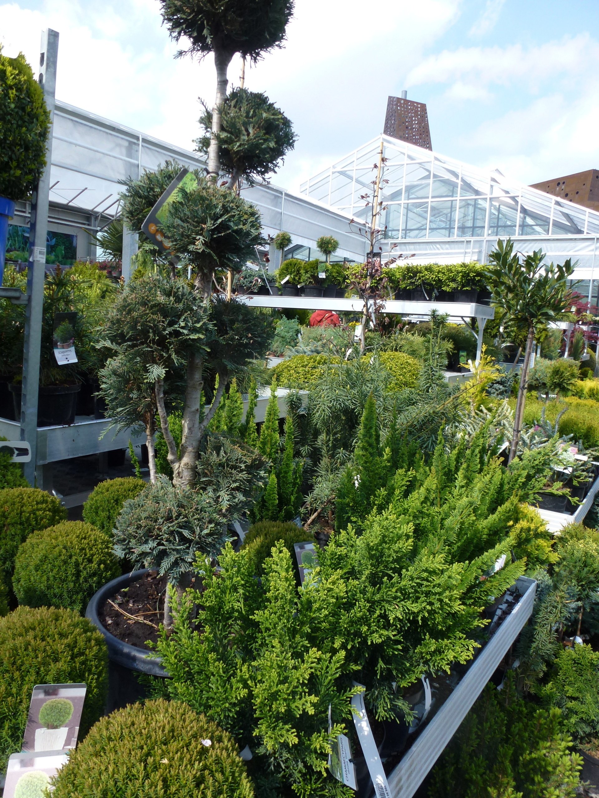 Stedsgrønne planter til altan eller krukker | Hobbyland ApS