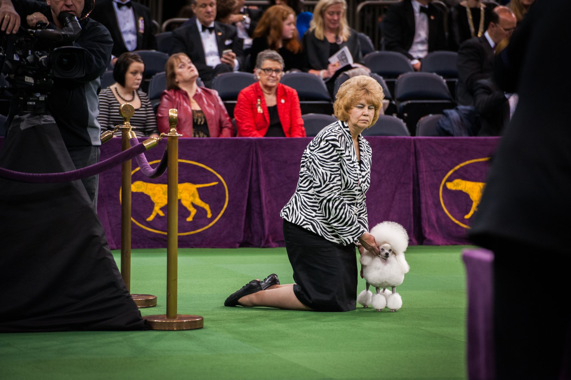 Best In Show The Dog And The Human Take Center Stage best-in-show-the-dog-and-the-human-take-center-stage