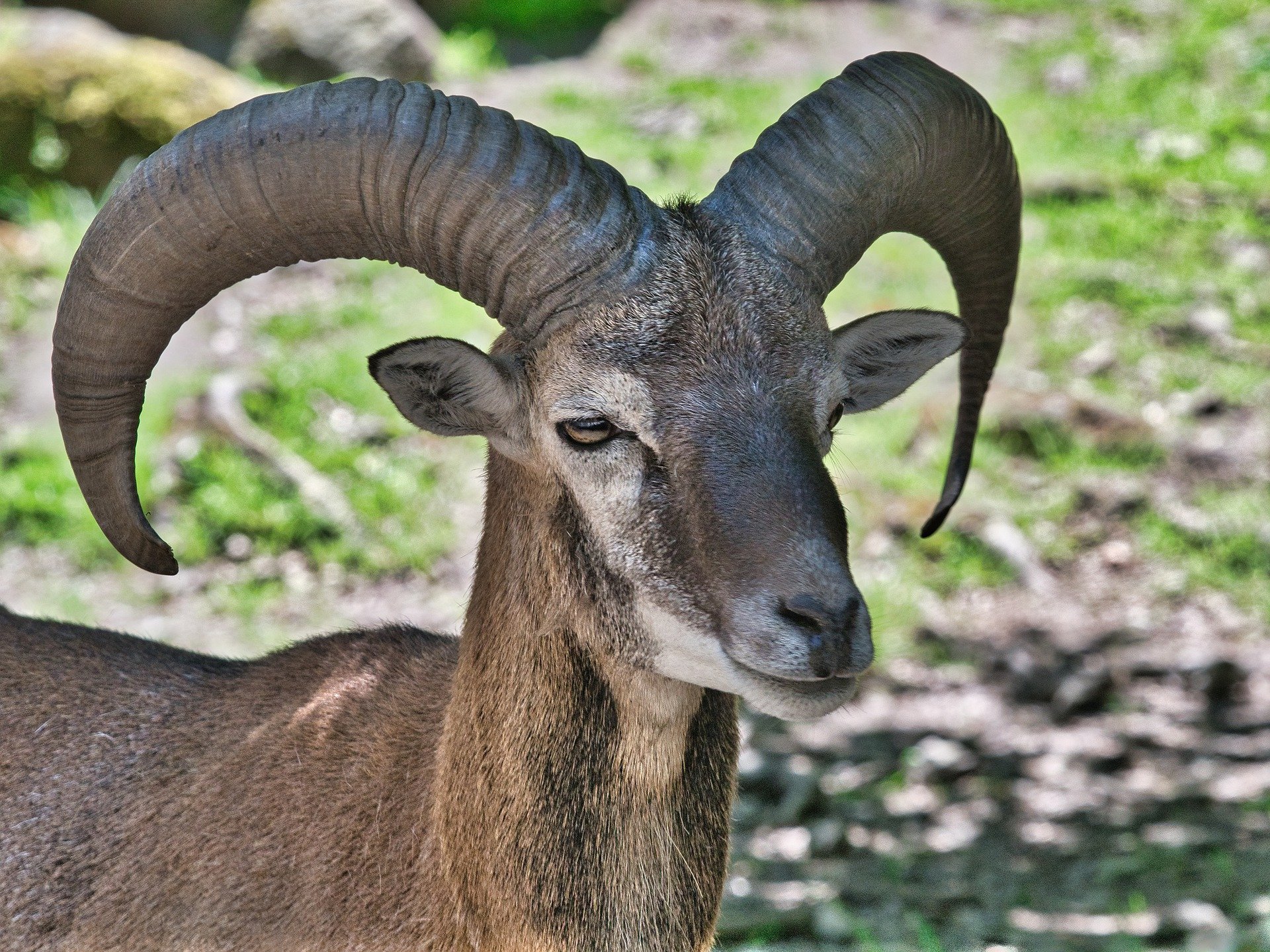 Moeflons en de hetze tegen de wolf