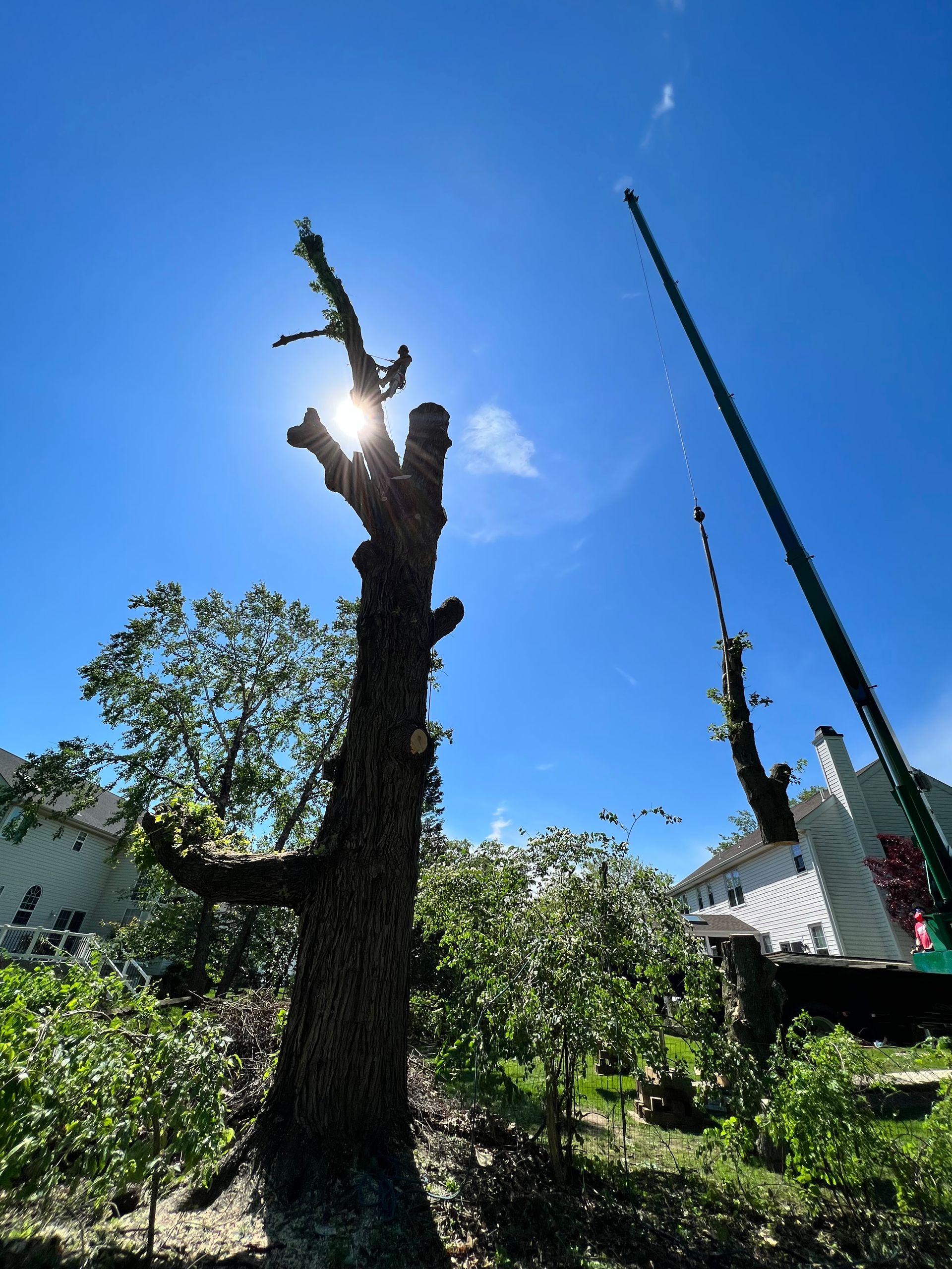 Weeks Tree Service