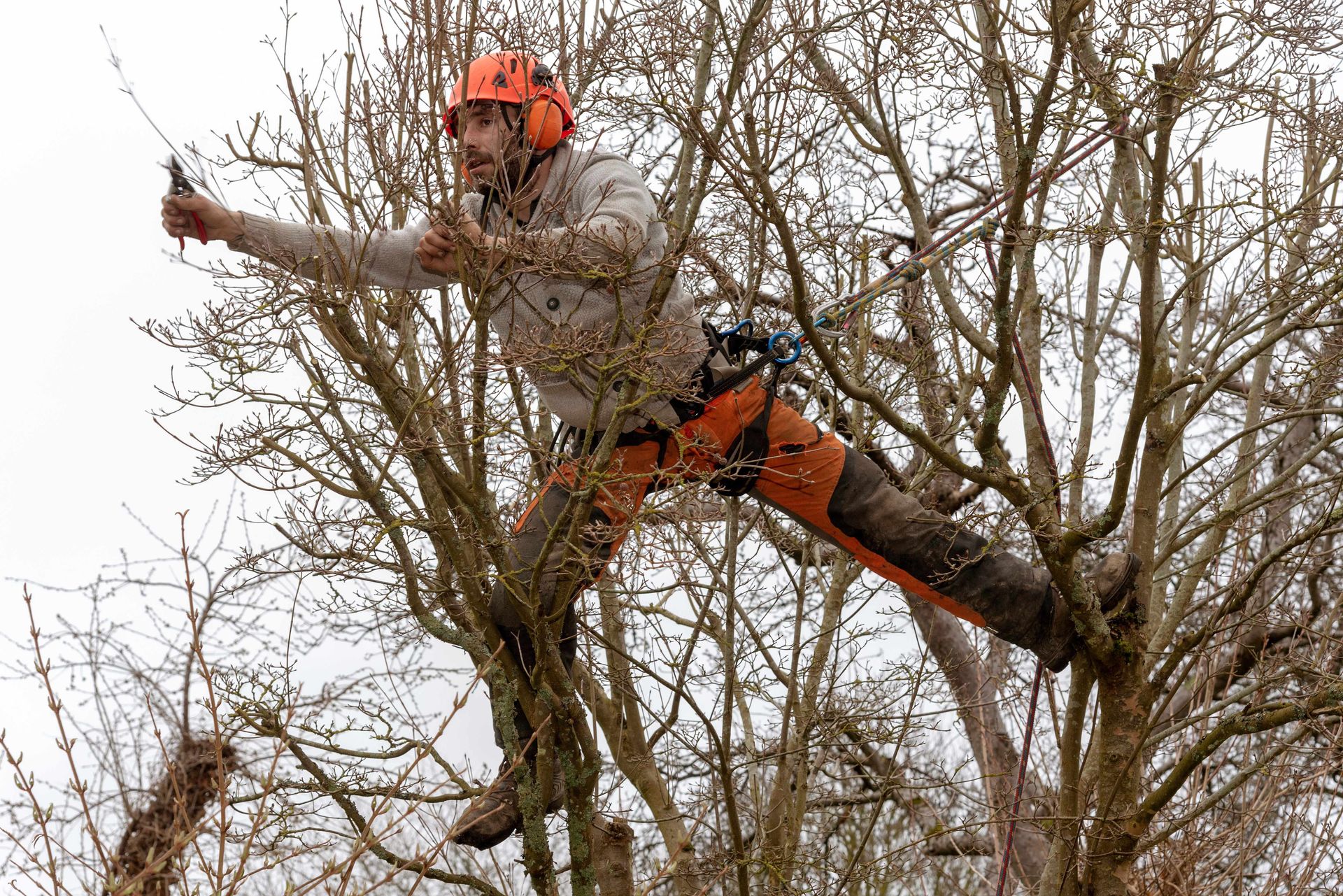 Top-Rated Tree Service Dothan, AL | Dothan Tree Service