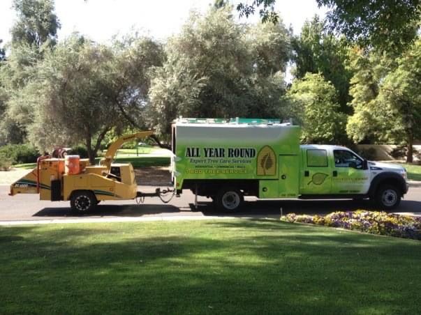 Tree Care Project Gallery | AYR Trees