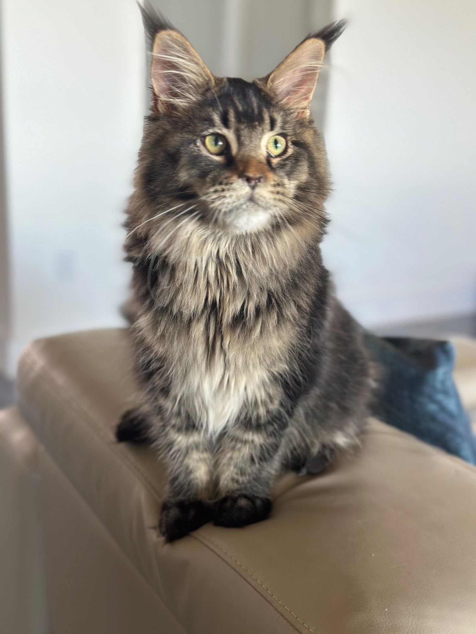 Welcome [www.storyhillcoons.com]