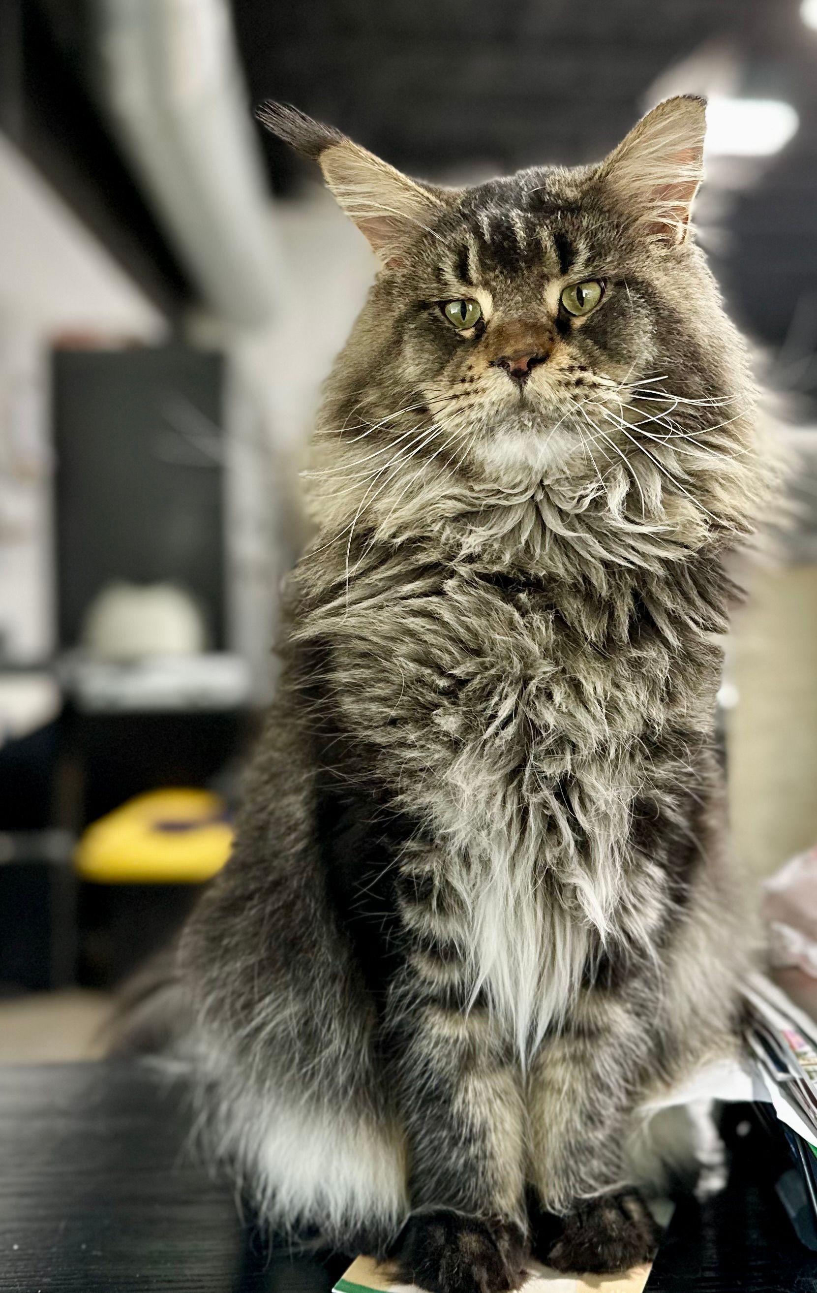 Welcome [www.storyhillcoons.com]